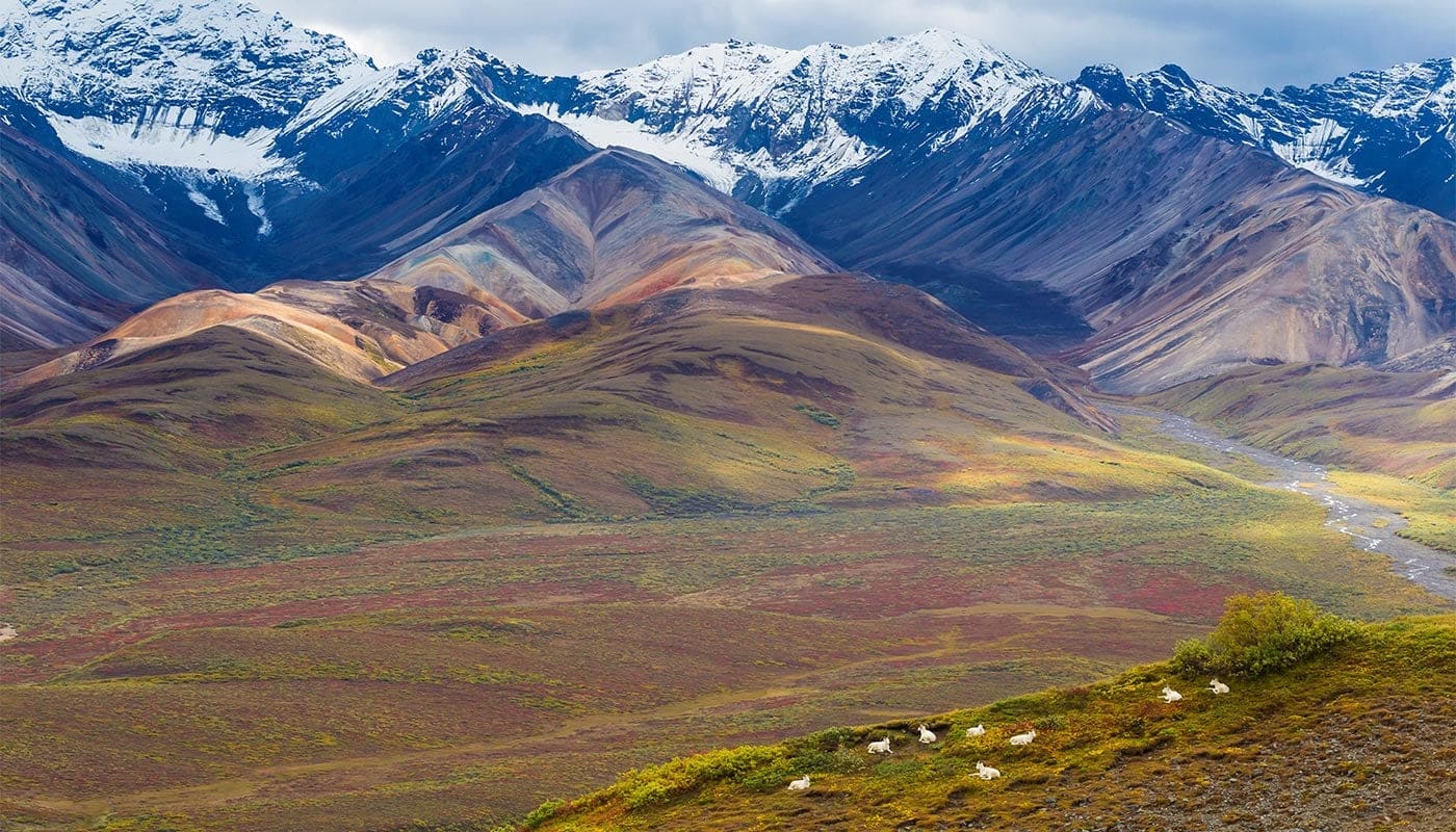 Denali National Park Tour & Vacations: Experience a Wild Frontier