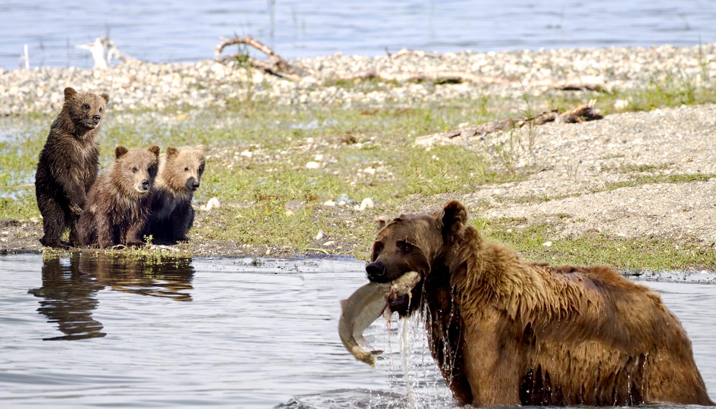 Things to do in Katmai & Lake Clark Park: Top Bear Viewing Tours