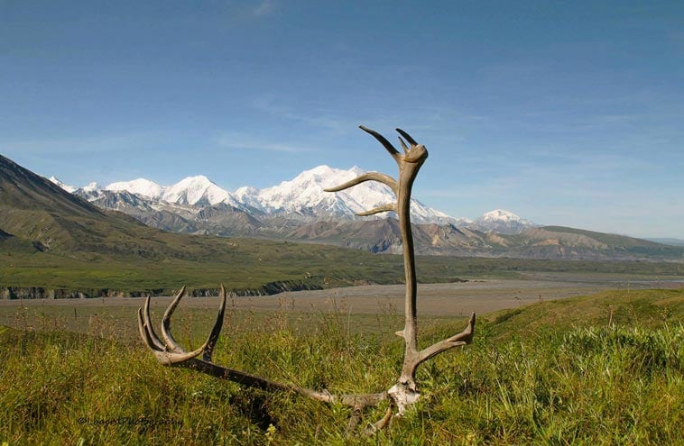 Denali Photo Contest Winner | "Alaska Dream Come True" Moments