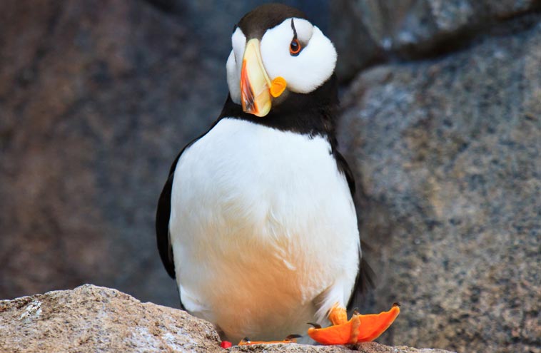 7 Cool Facts About the Puffins of Kenai Fjords National Park
