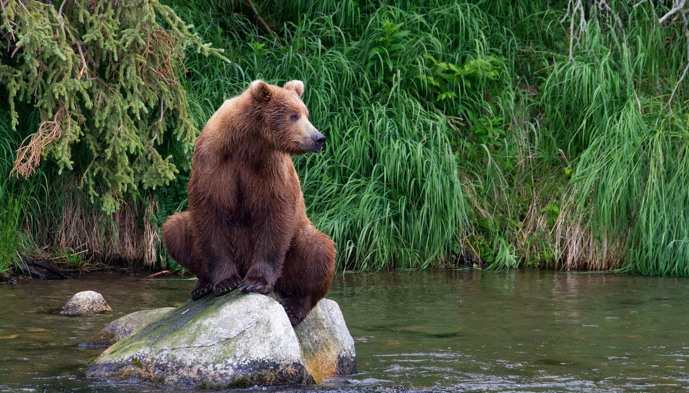 Alaska Travel, Denali & Kenai Fjords Experts | Alaska Collection