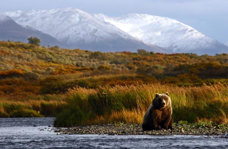 Denali Express: 4 Day Denali Tour